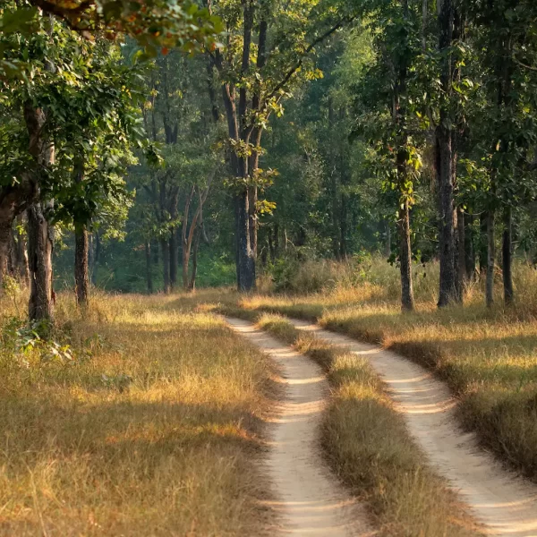 Exploring Kanha’s Unique Sal and Bamboo Forests - Jungle Camps India