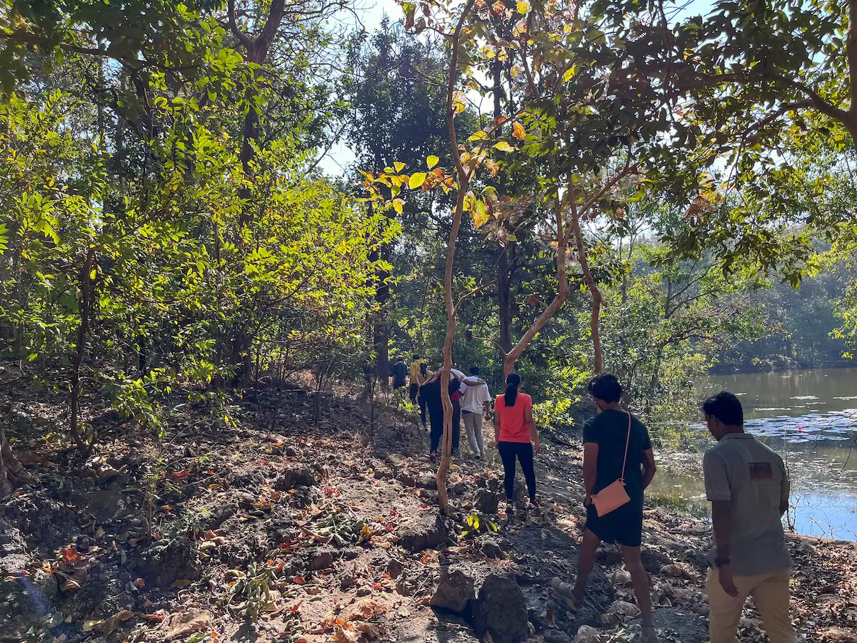 Exploring the Rich Wildlife of Rukhad Jungle - Jungle Camps India