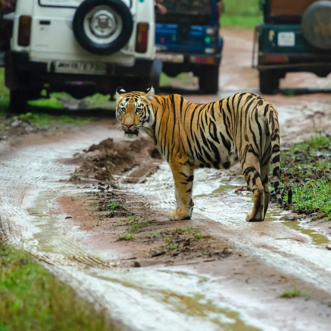 Travel Guide for the Best Tiger Safari in India - Jungle Camps India