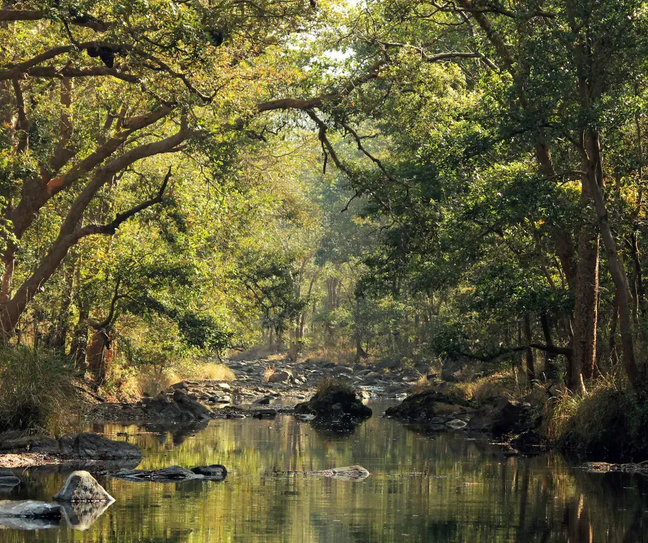 Travel Guide for Kanha National Park: India's Wildlife Treasure ...