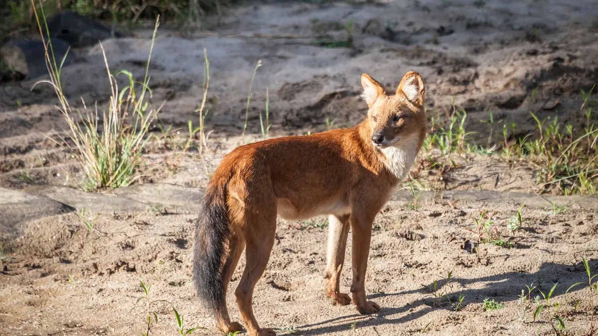 Whistling Hunters of the Jungle: The Remarkable Behaviour of Indian ...